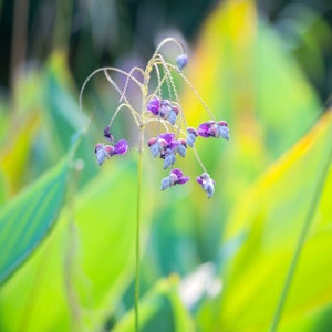 Thalia Geniculata Seeds 5 Pcs Rare Aquatic Plant, Water Garden ...