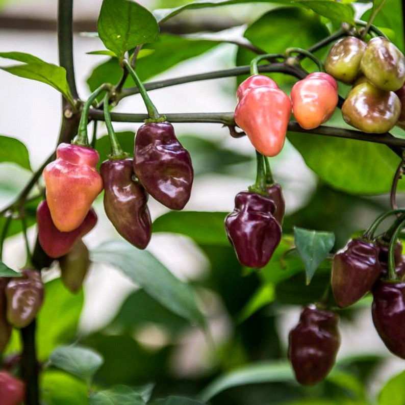 Fidalgo Roxa Hot Pepper Seeds Grow Your Own Fiery Chilies, Perfect ...