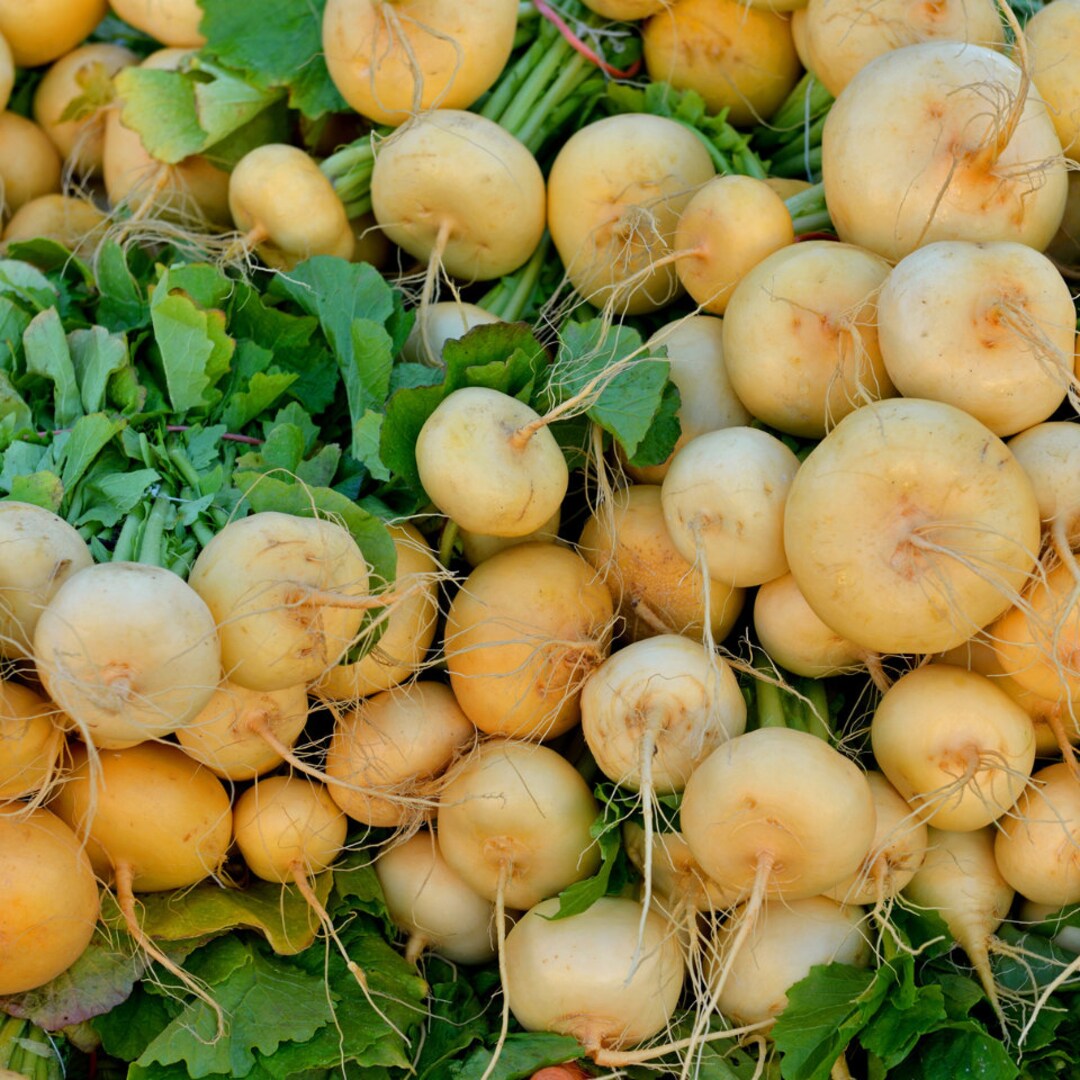 Premium Golden Ball Turnip Seed Selection Harvest Your Own Golden ...
