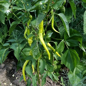 Noom Thai Chili Seeds 10 Organic Green Pepper Seeds, Spicy Home ...