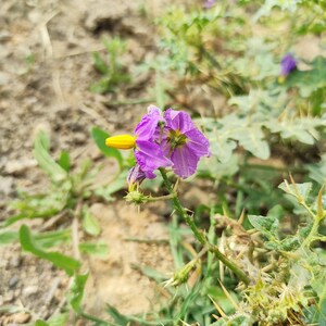 Grow Kantakari 20 Solanum Xanthocarpum Seeds, Authentic Ayurvedic Plant ...