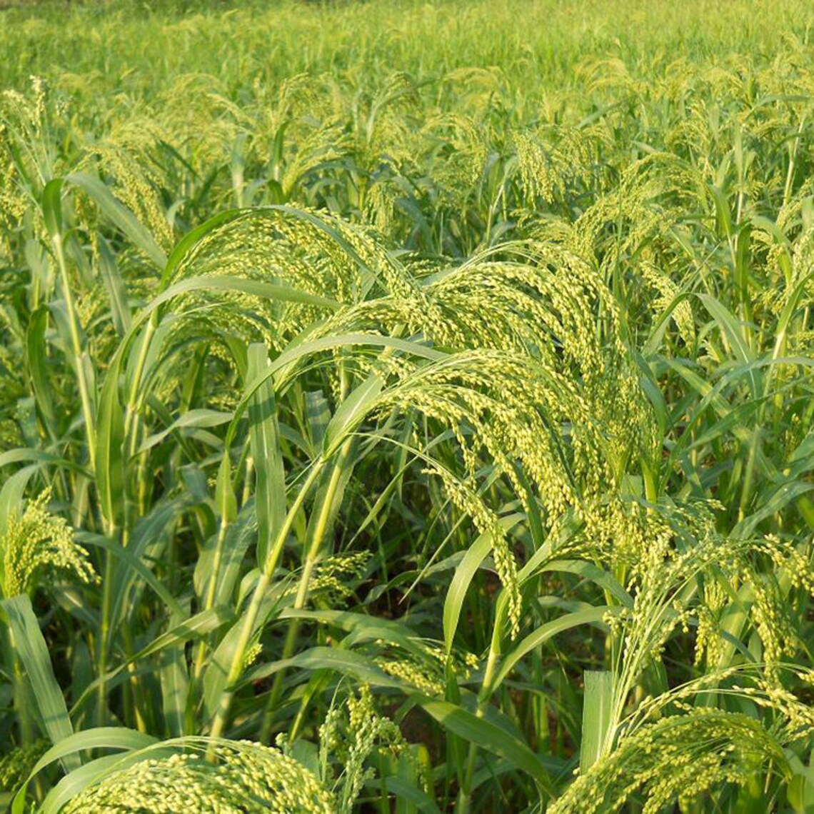 Millet Seed Multipack Choose 50/150/300, High Germination Rate, Ideal ...