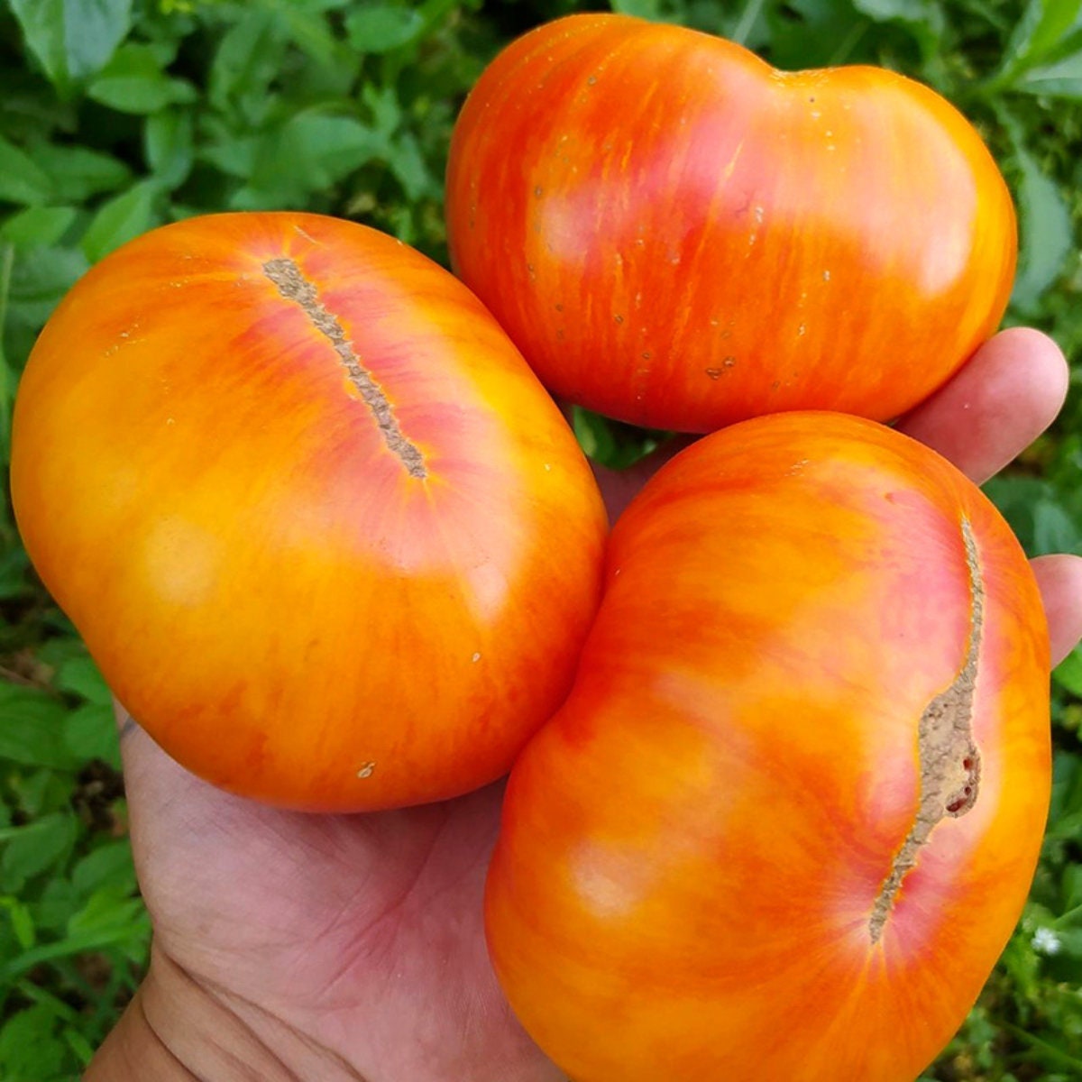 Rare Tomato Seeds 'kozula 60' 5 Qty Heirloom Garden Plant, Cultivate ...