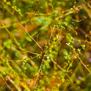 Bala Plant Seeds, Sida Cordifolia, 15 Count Cultivate Medicinal Herbs ...