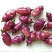 Fidalgo Roxa Hot Pepper Seeds Grow Your Own Fiery Chilies, Perfect ...