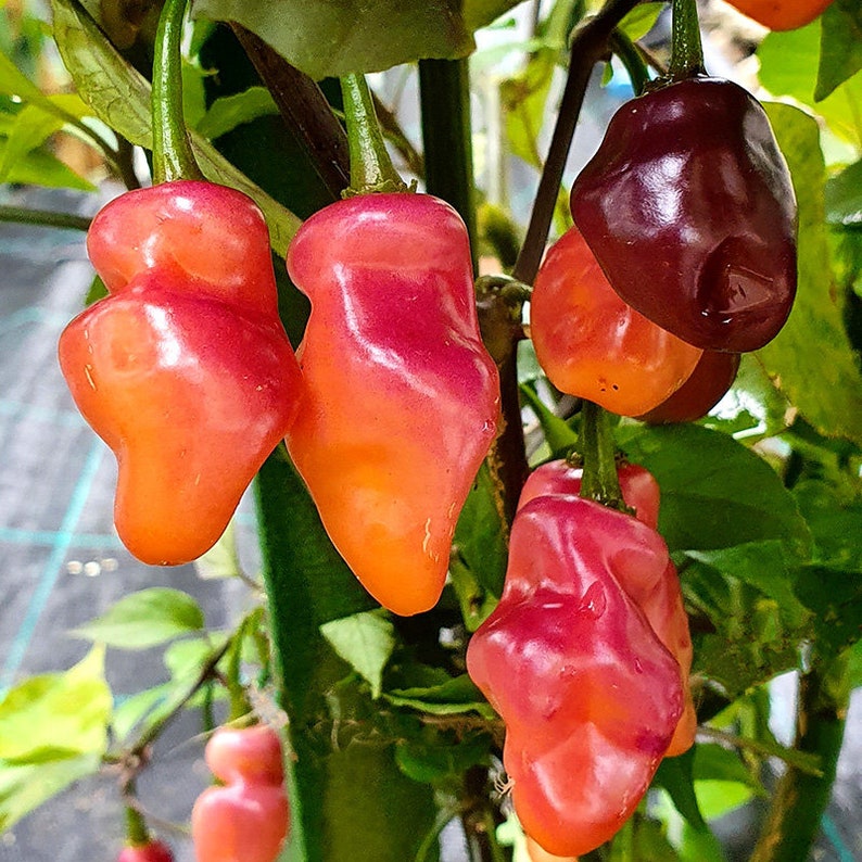 Fidalgo Roxa Hot Pepper Seeds Grow Your Own Fiery Chilies, Perfect ...