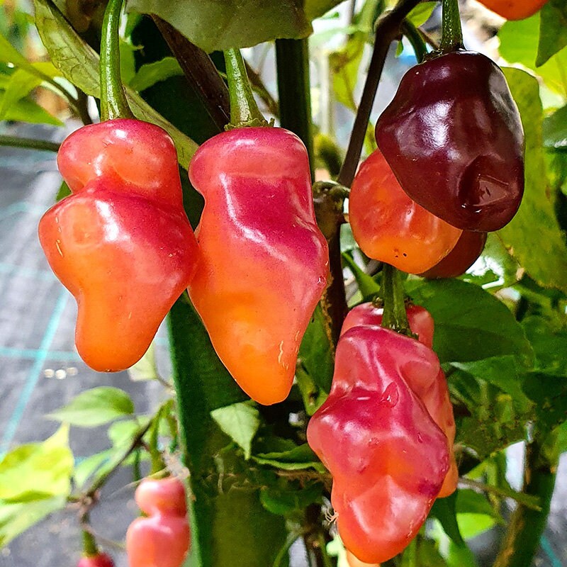 Fidalgo Roxa Hot Pepper Seeds Grow Your Own Fiery Chilies, Perfect ...