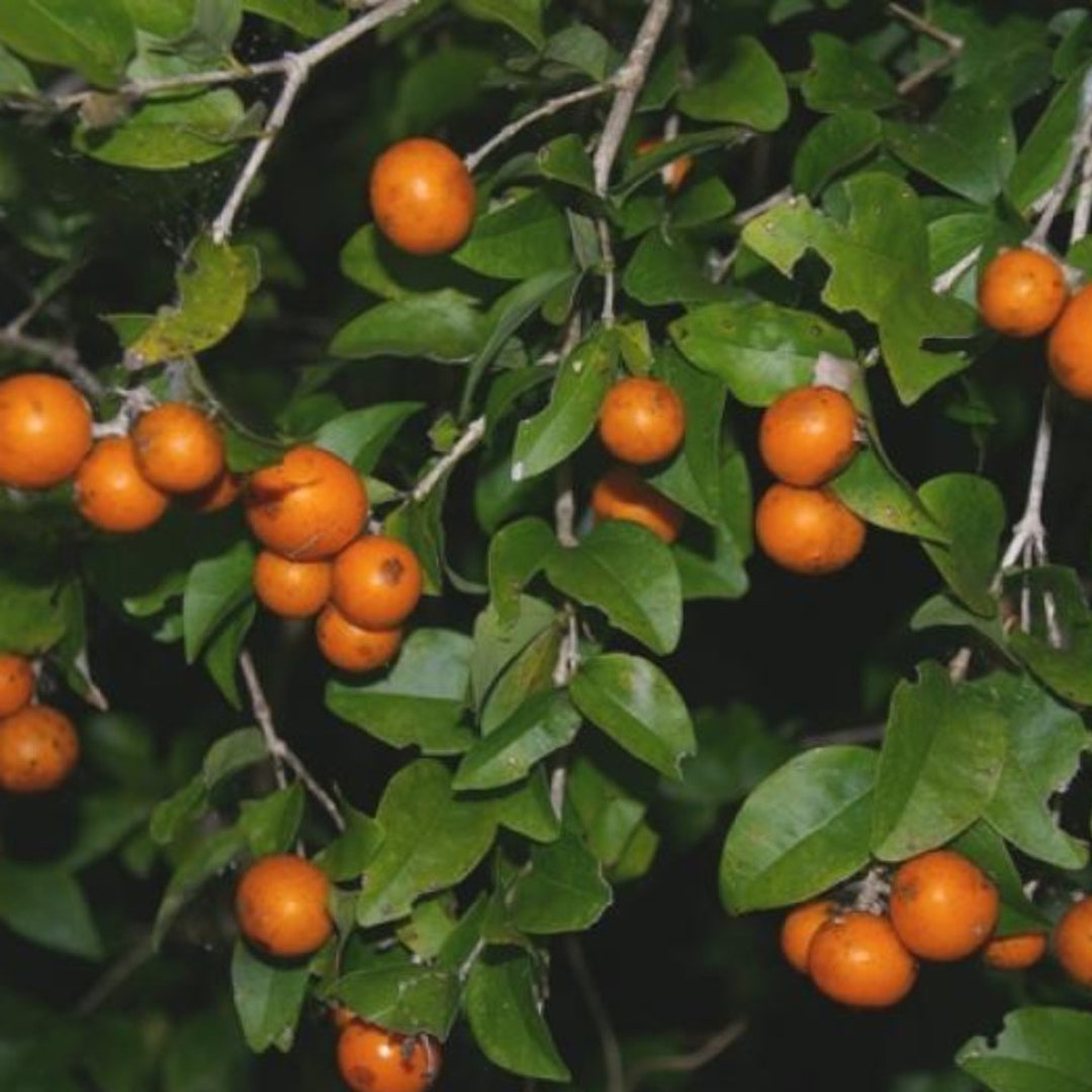 Nux-vomica Tree Seeds 5 Authentic Strychnos, Traditional Herbal Remedy ...