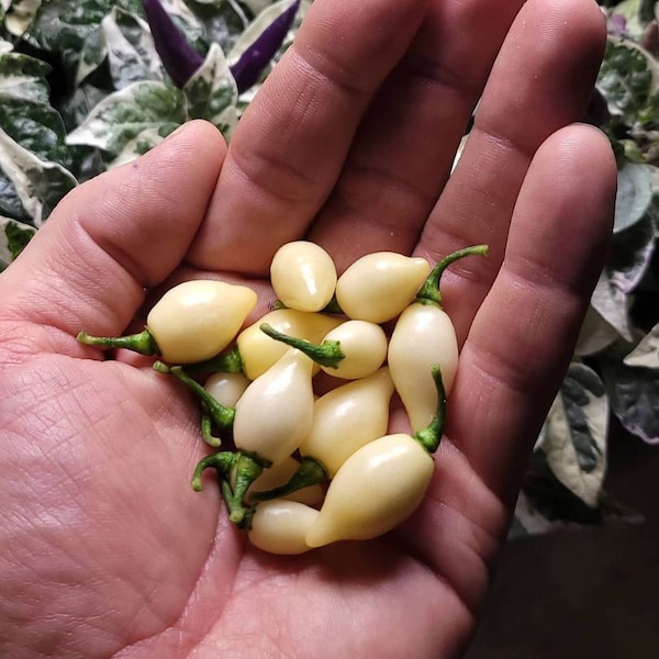 Rare Pepper Seeds - Etsy