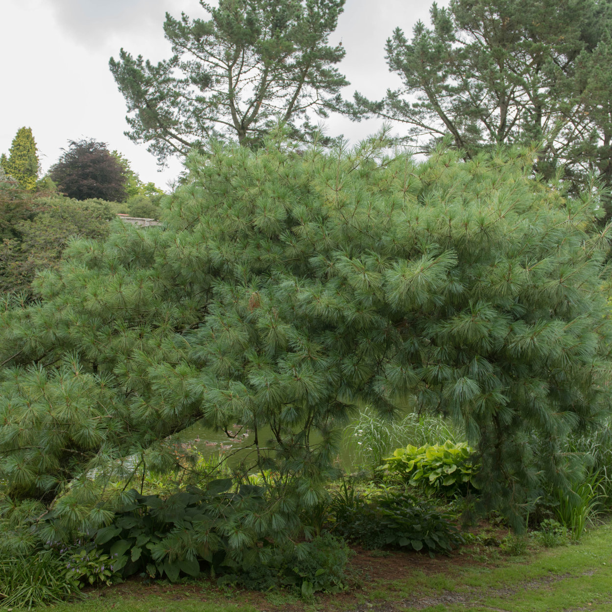 Blue Pine Seeds Pinus Excelsa, Himalayan Pinus Wallichiana, Rare ...