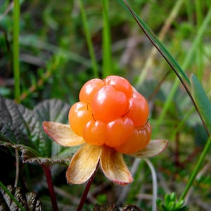 Cloudberry Seed Kit 10 Grow Your Own Rubus Chamaemorus, Arctic Delight ...