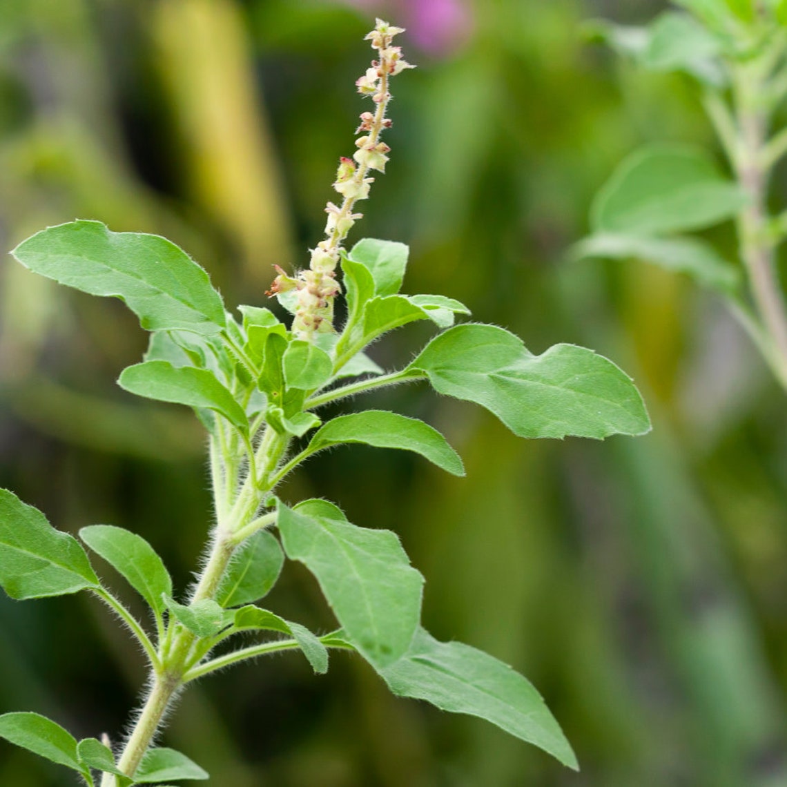 Krishna Tulsi Seeds Black Tulsi Variety, Sacred Basil for Home ...