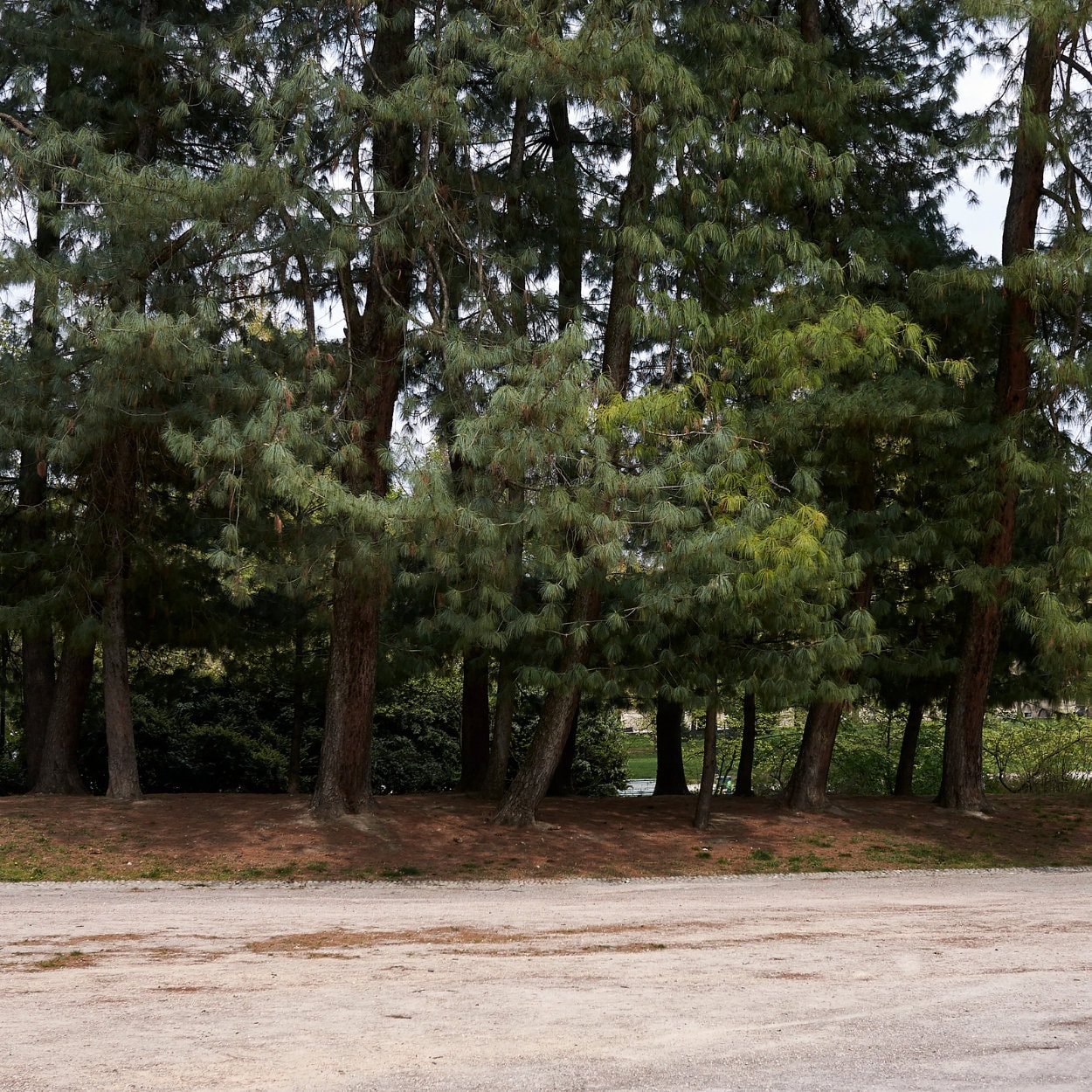 Blue Pine Seeds Pinus Excelsa, Himalayan Pinus Wallichiana, Rare ...