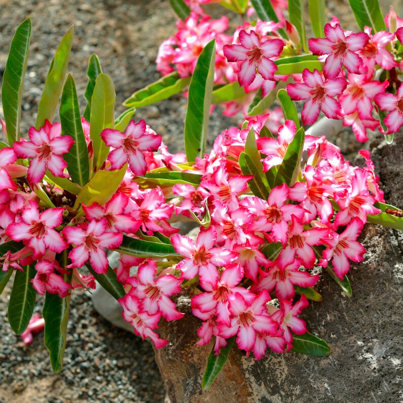 Saudi Giant Adenium Arabicum Seeds 3 Pack Grow Your Own Majestic Desert ...
