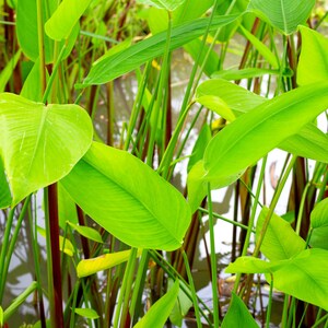Thalia Geniculata Seeds 5 Pcs Rare Aquatic Plant, Water Garden ...