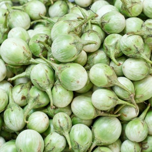 Grow Kantakari 20 Solanum Xanthocarpum Seeds, Authentic Ayurvedic Plant ...