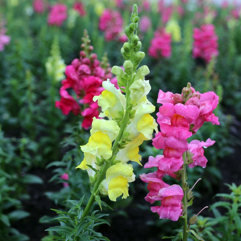 Colorful Snapdragon Seeds 20 Pack Create a Rainbow Garden, Ideal Gift ...