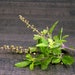 Krishna Tulsi Seeds Black Tulsi Variety, Sacred Basil for Home ...