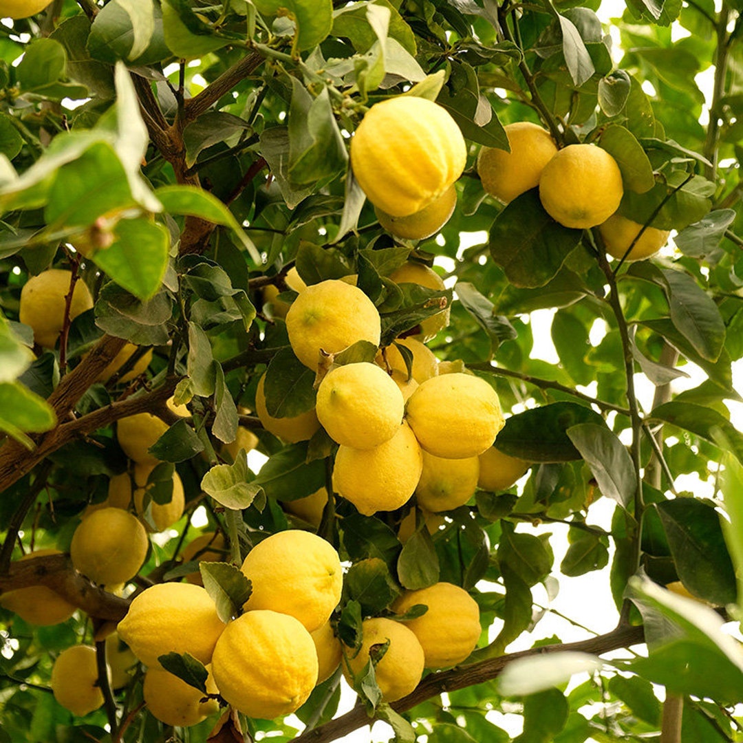 Fresh Lemon Tree Seeds, Non-gmo Start Your Own Lemon Grove 10 Seeds ...