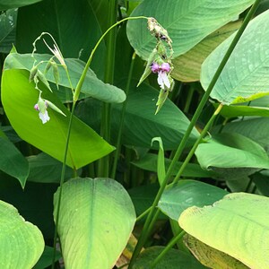 Thalia Geniculata Seeds 5 Pcs Rare Aquatic Plant, Water Garden ...
