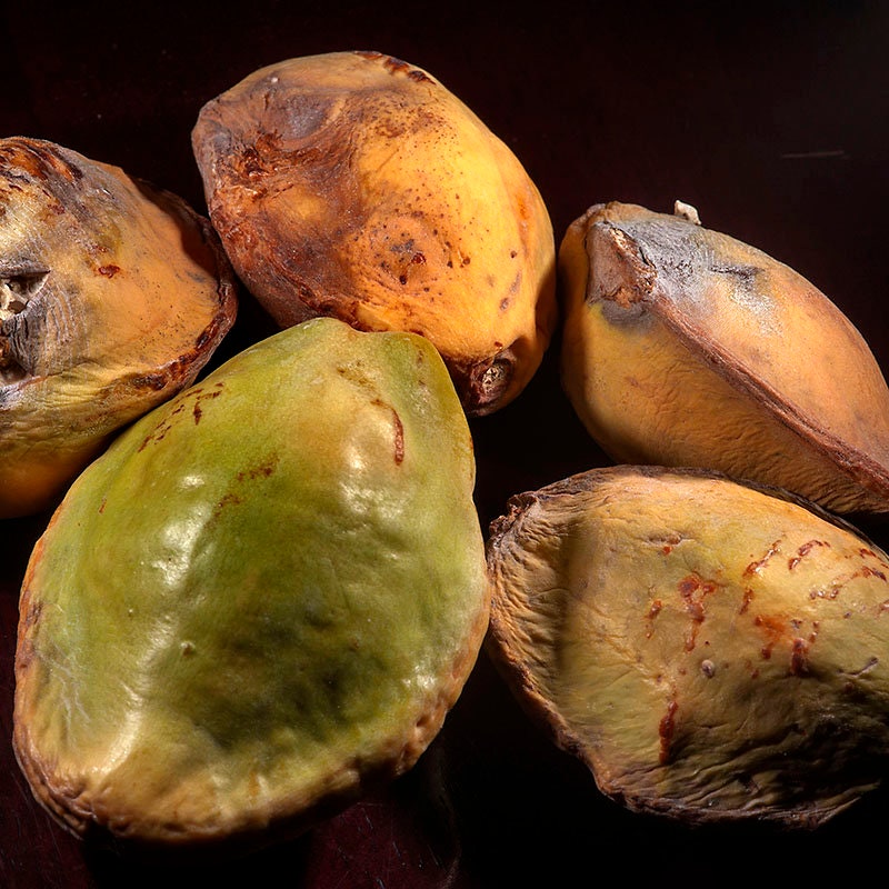 Indian Almond Seeds Trio, Organic Planting Kit, Exotic Tropical Bonsai ...