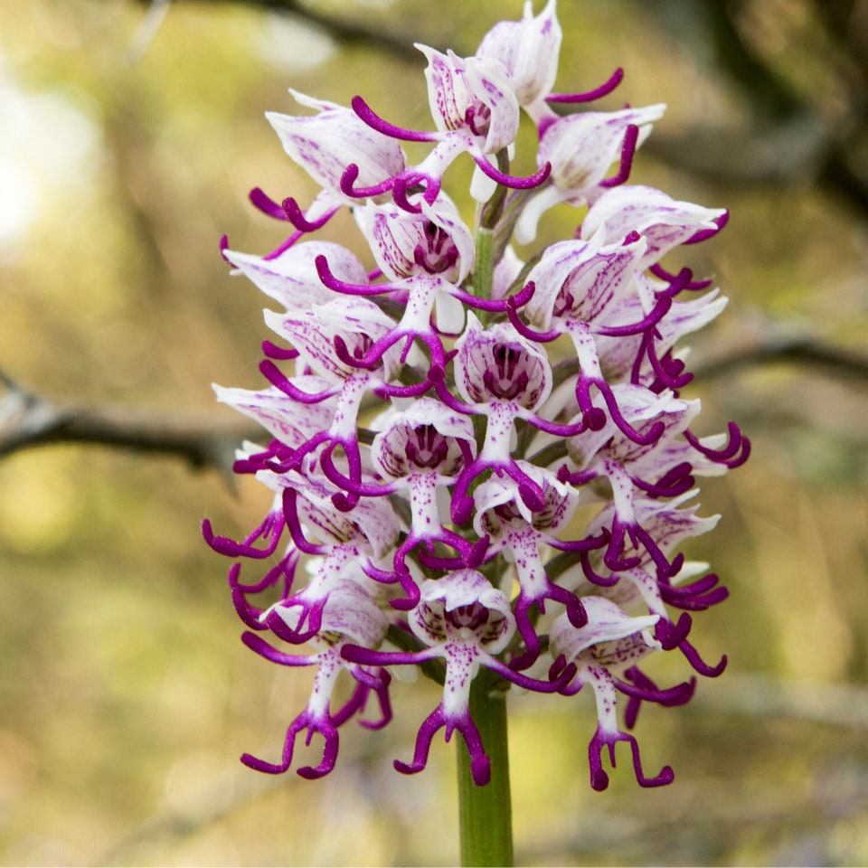Monkey Face Orchid Seeds 10 Pack Rare Exotic Plant Seeds, Perfect for ...