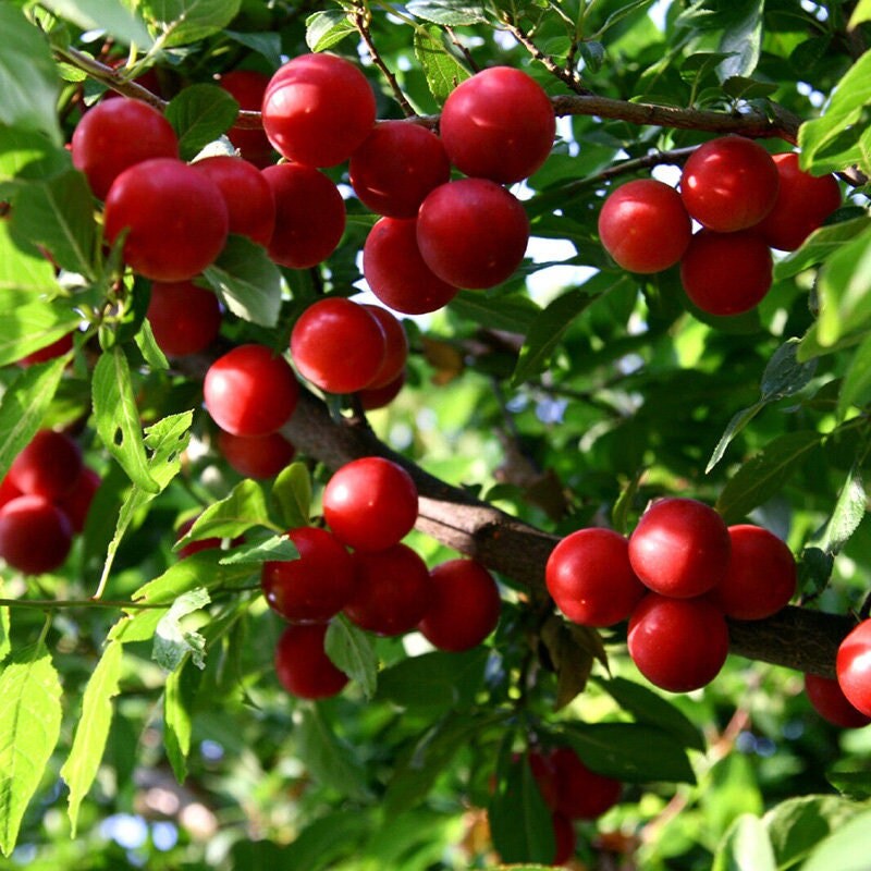 Prunus Serrulata Fruit