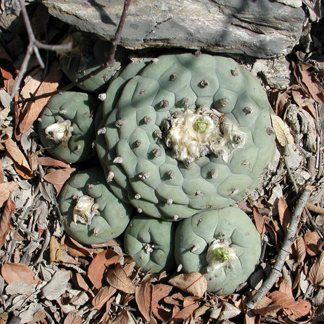 Buttons Cactus Seeds 3, Rare Exotic Succulent, Home Garden Cultivation ...