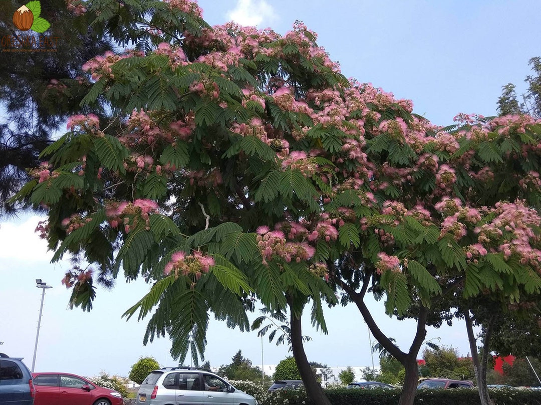 Siris Tree Seeds Albizia Procera 30pcs, Tropical Ornamental Plant, Grow ...