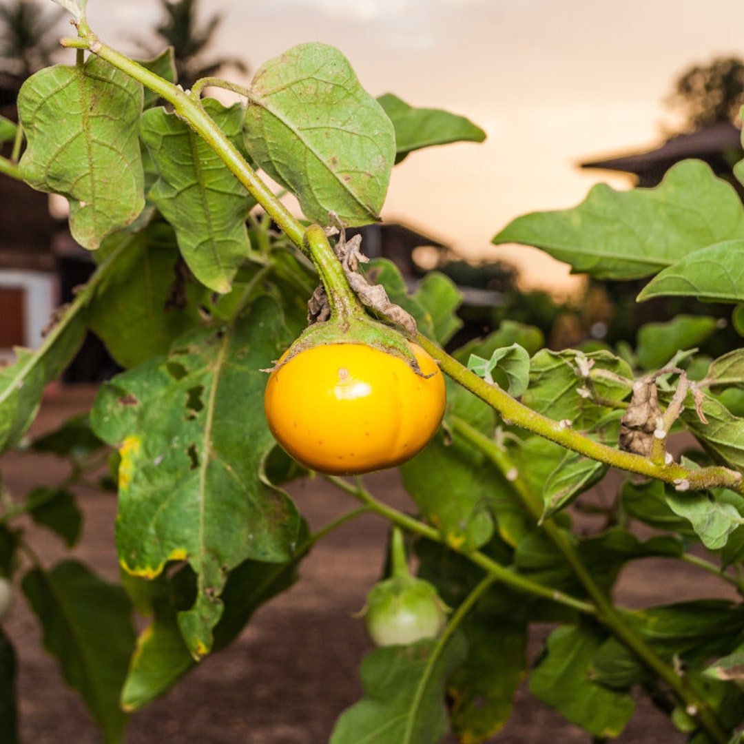 Grow Kantakari 20 Solanum Xanthocarpum Seeds, Authentic Ayurvedic Plant ...