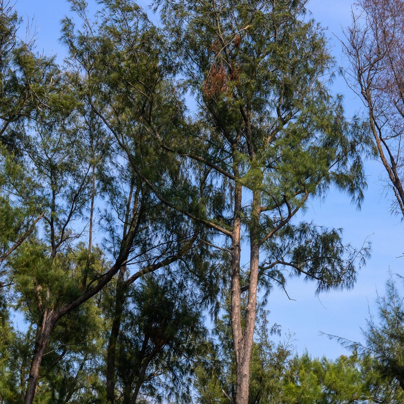 Casuarina Equisetifolia Seeds Grow Your Own Suru Tree, Australian Pine ...