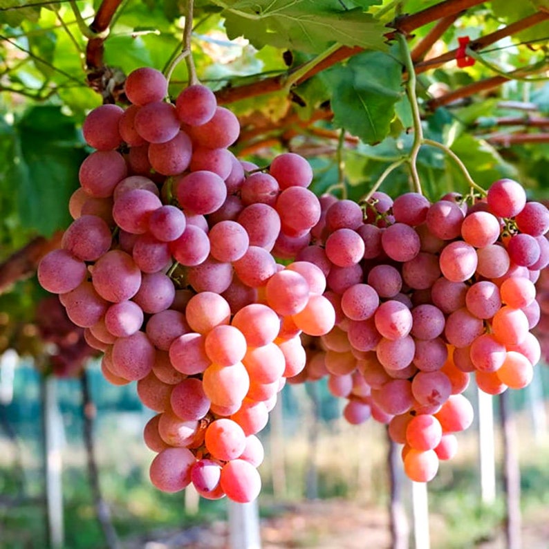 Red Globe Grape Seeds 5 Grow Big Luscious Grapes at Home Ideal for Wine ...