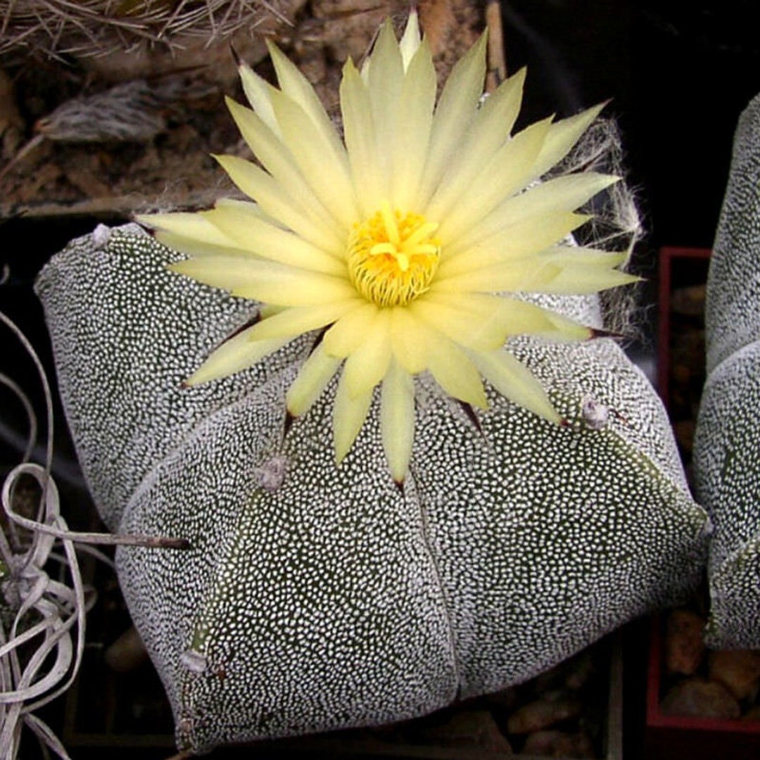 Rare Cactus Seeds, Astrophytum Mix Pack of 10, Create Your Own Desert ...