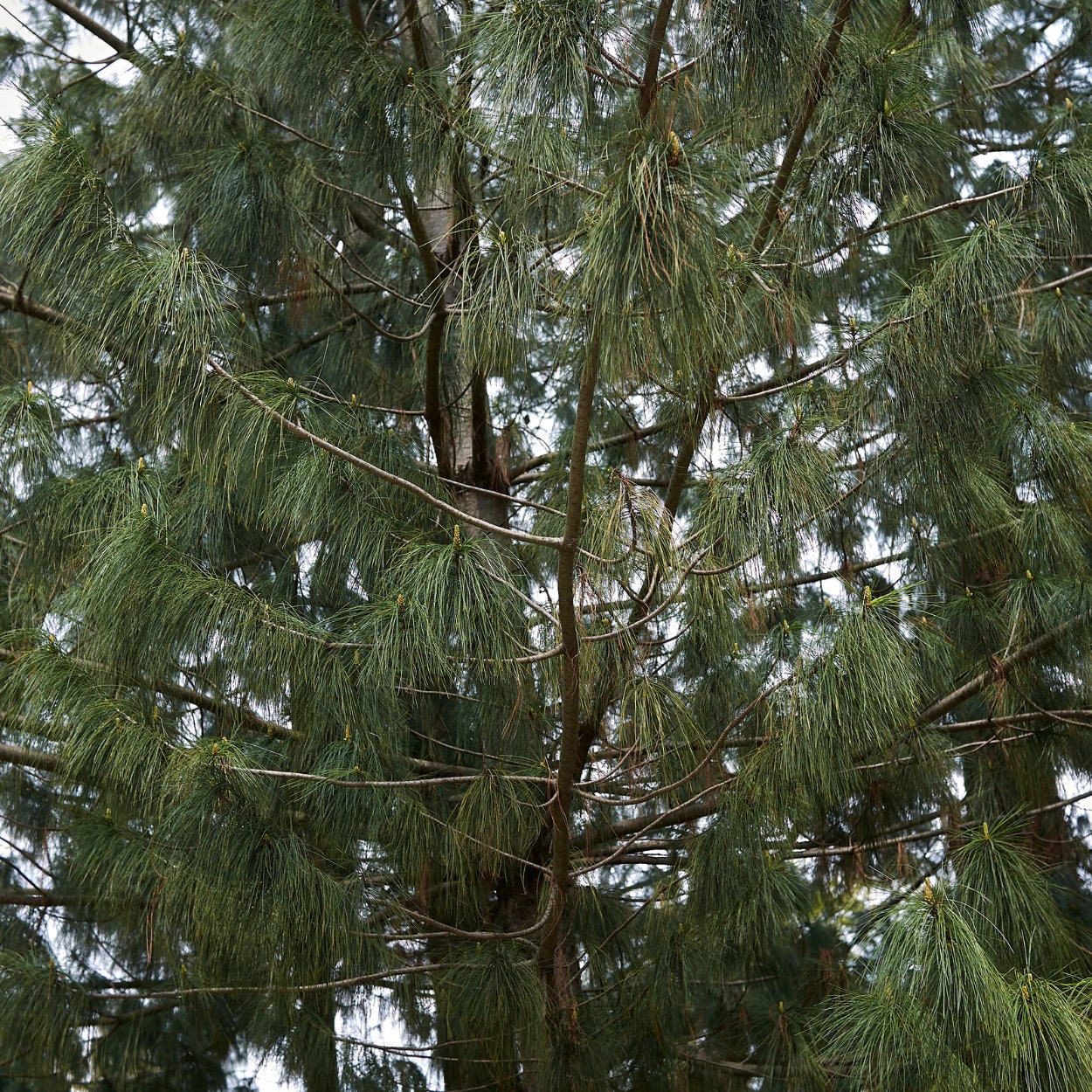 Blue Pine Seeds Pinus Excelsa, Himalayan Pinus Wallichiana, Rare ...