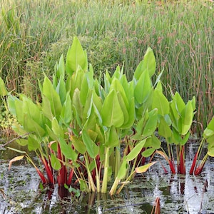 Thalia Geniculata Seeds 5 Pcs Rare Aquatic Plant, Water Garden ...