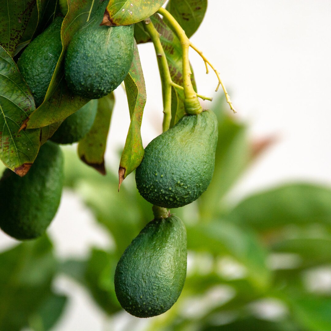 Organic Avocado Seeds, Large 3-pack, Grow Your Own Healthy Avocado Tree ...