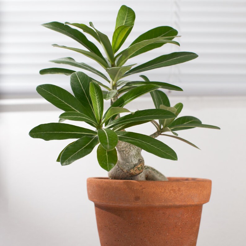 Black Giant Adenium arabum 3 semillas Grado de coleccionista, cultiva ...