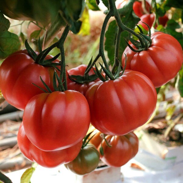 Tomato Seeds - Etsy
