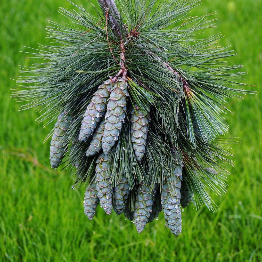 Blue Pine Seeds Pinus Excelsa, Himalayan Pinus Wallichiana, Rare Conifer Tree Seeds for Bonsai ...