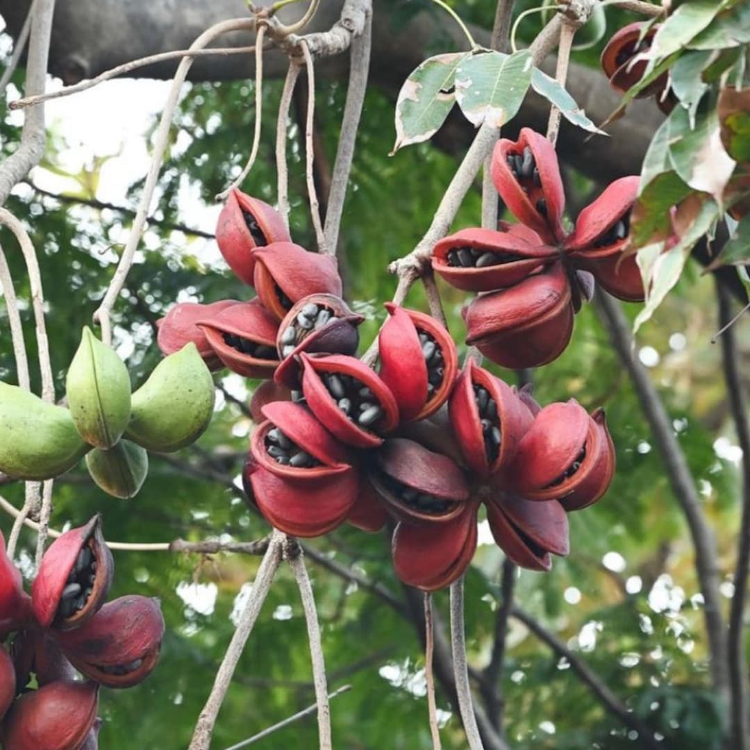 Sterculia Foetida Seeds Exotic Wild Almond Tree, Rare Tropical Plant 3 ...