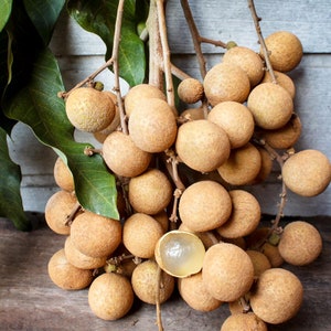 Exotic Longan Seeds 5/30 Pack, Dragon Eye Fruit, Tropical Gardening ...