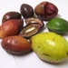 Indian Almond Seeds Trio, Organic Planting Kit, Exotic Tropical Bonsai ...