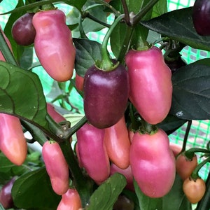 Fidalgo Roxa Hot Pepper Seeds Grow Your Own Fiery Chilies, Perfect ...