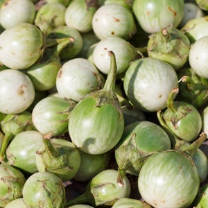 Grow Kantakari 20 Solanum Xanthocarpum Seeds, Authentic Ayurvedic Plant ...