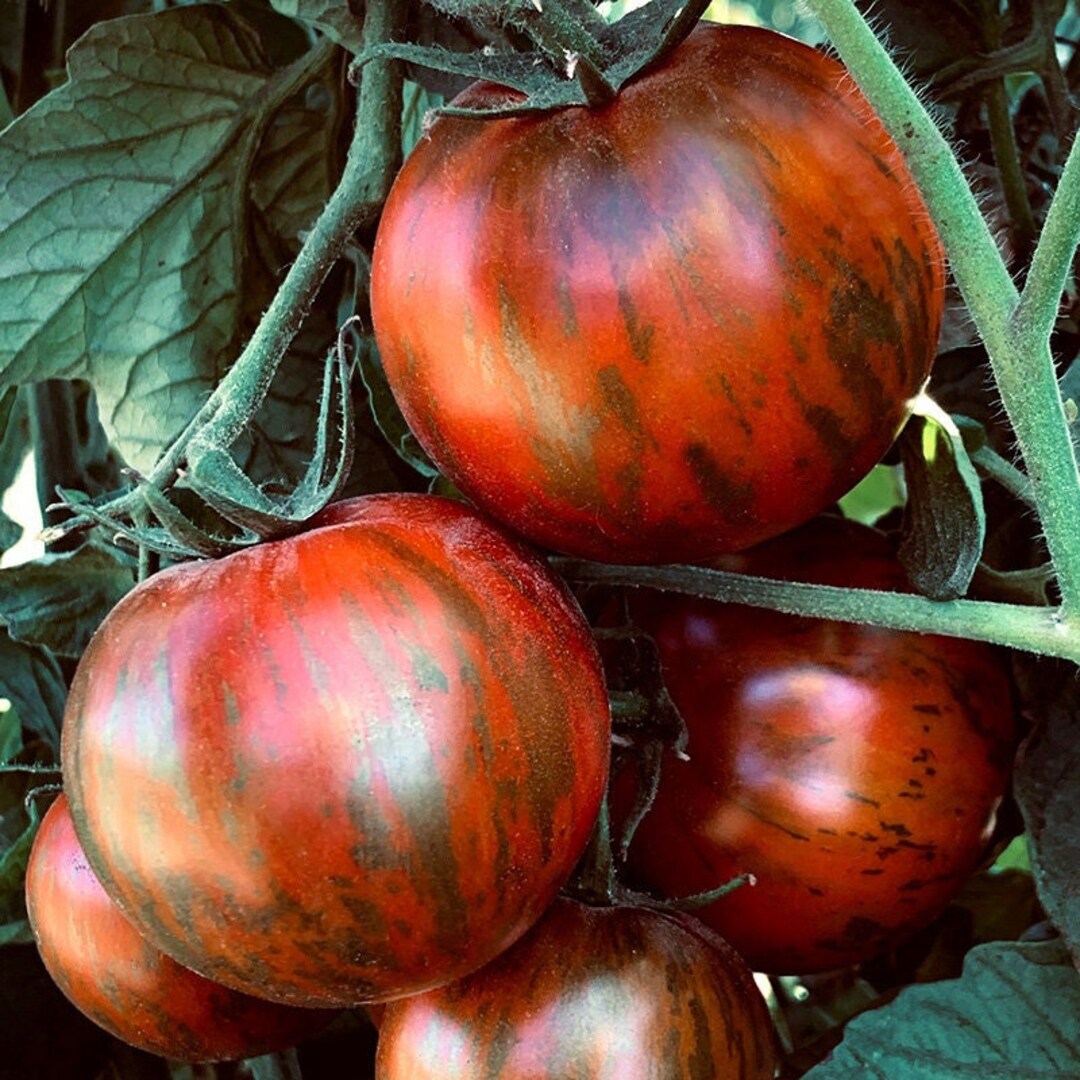 Tomato Black Zebra 5 Pcs Fresh Seeds, Solanum Lycopersicum, Heirloom ...