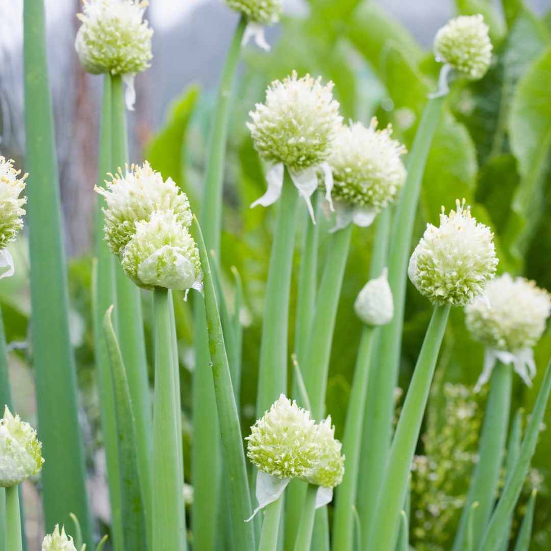 Heirloom Garlic Chives Seeds 30 Pack Organic, Non-gmo Herb Seeds for ...