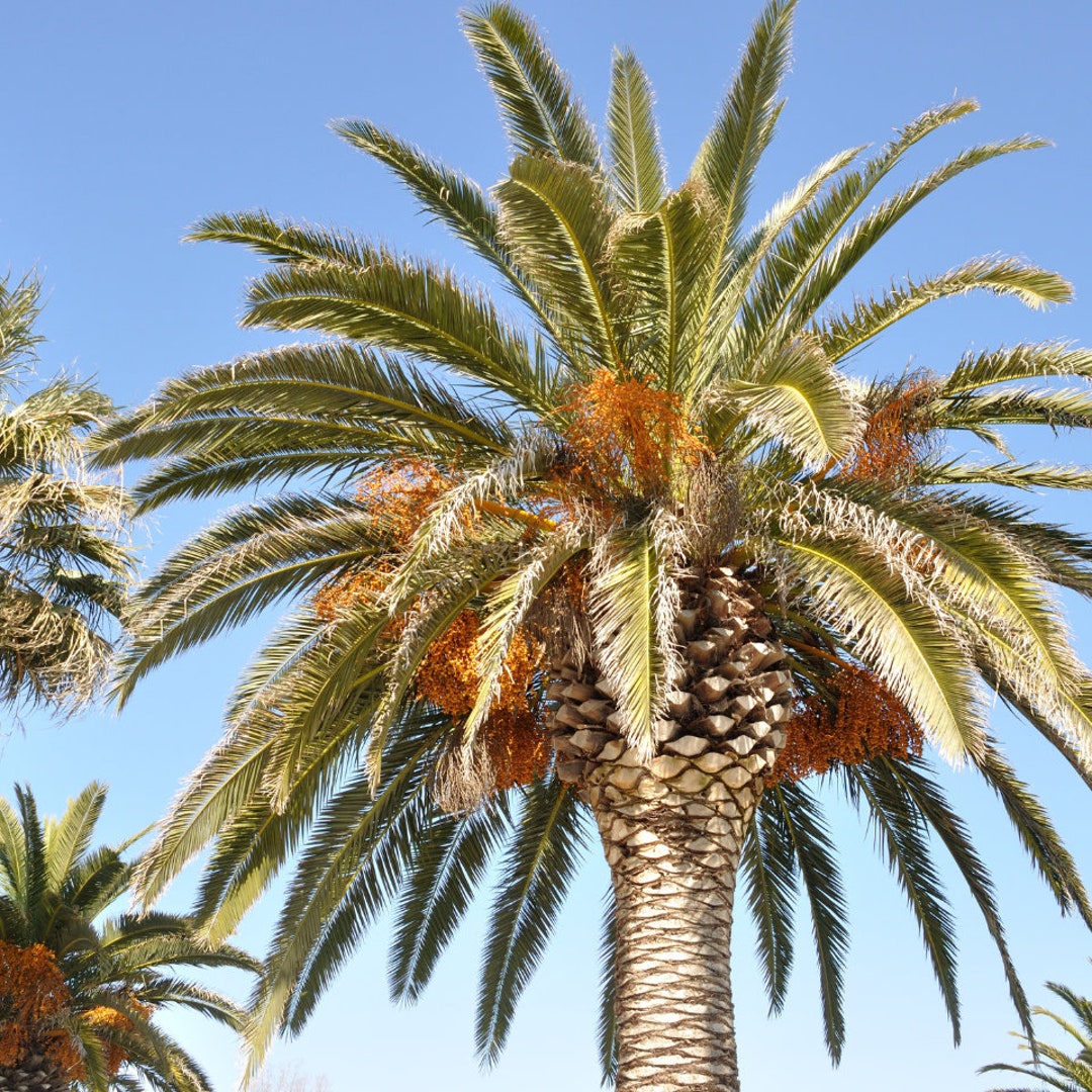 Premium Kimia Gold Date Seeds 5 Grow Your Own Luscious Dates, Perfect ...