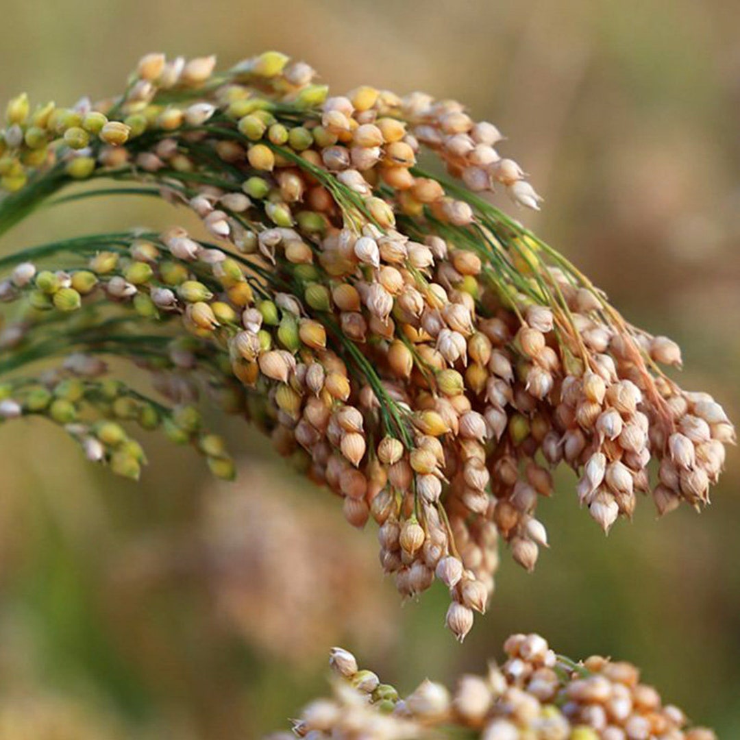 Millet Seed Multipack Choose 50/150/300, High Germination Rate, Ideal ...