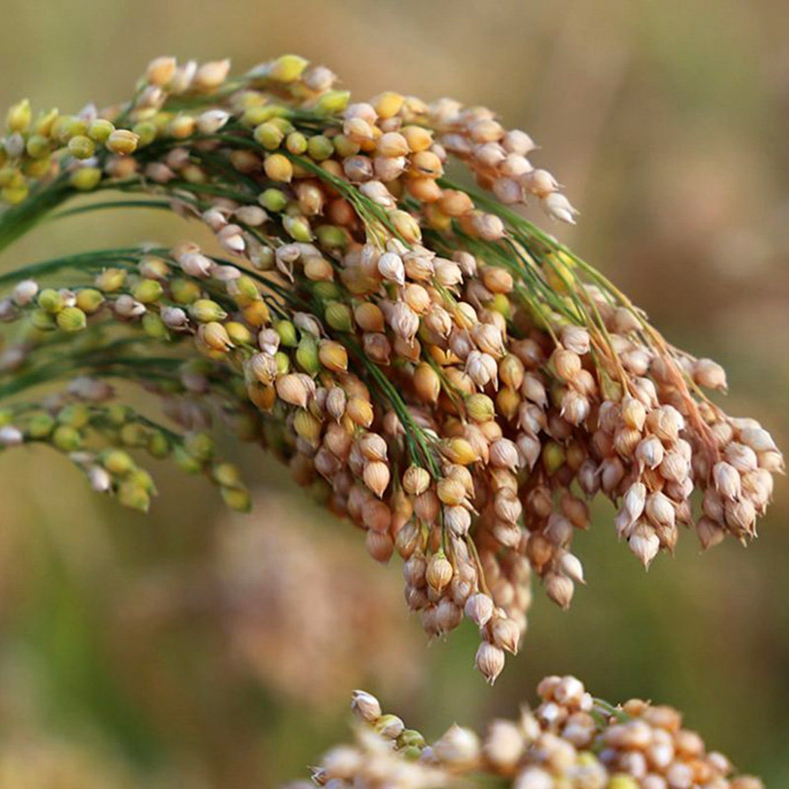 Millet Seed Multipack Choose 50/150/300, High Germination Rate, Ideal ...