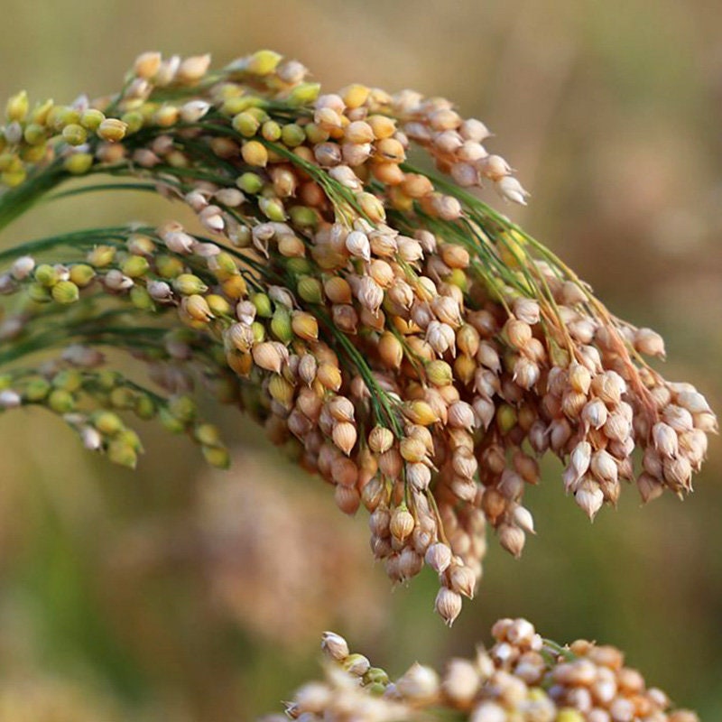 Millet Seed Multipack Choose 50/150/300, High Germination Rate, Ideal ...